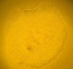 MeltonVEC™-Sendai iPSC Reprogramming Kit （Plus) (仙台病毒iPSC重编辑试剂盒-升级版）