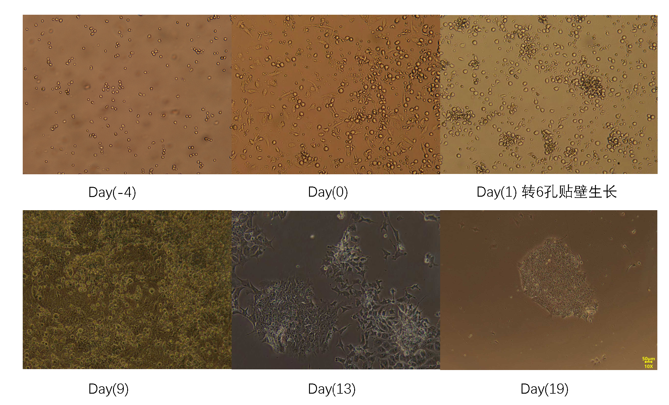 MeltonVEC™-Sendai iPSC Reprogramming Kit （Plus) (仙台病毒iPSC重编辑试剂盒-升级版）